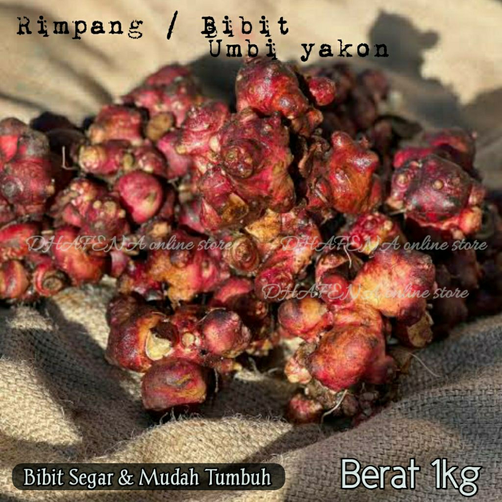 Jual Bibit Rimpang Ubi yakon Asli Wonosobo 1 kg Kualitas Super Termurah ...