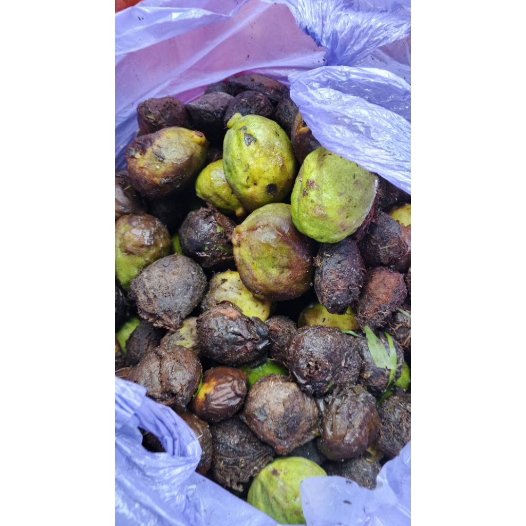Jual biji pohon gayam siap tanam | Shopee Indonesia