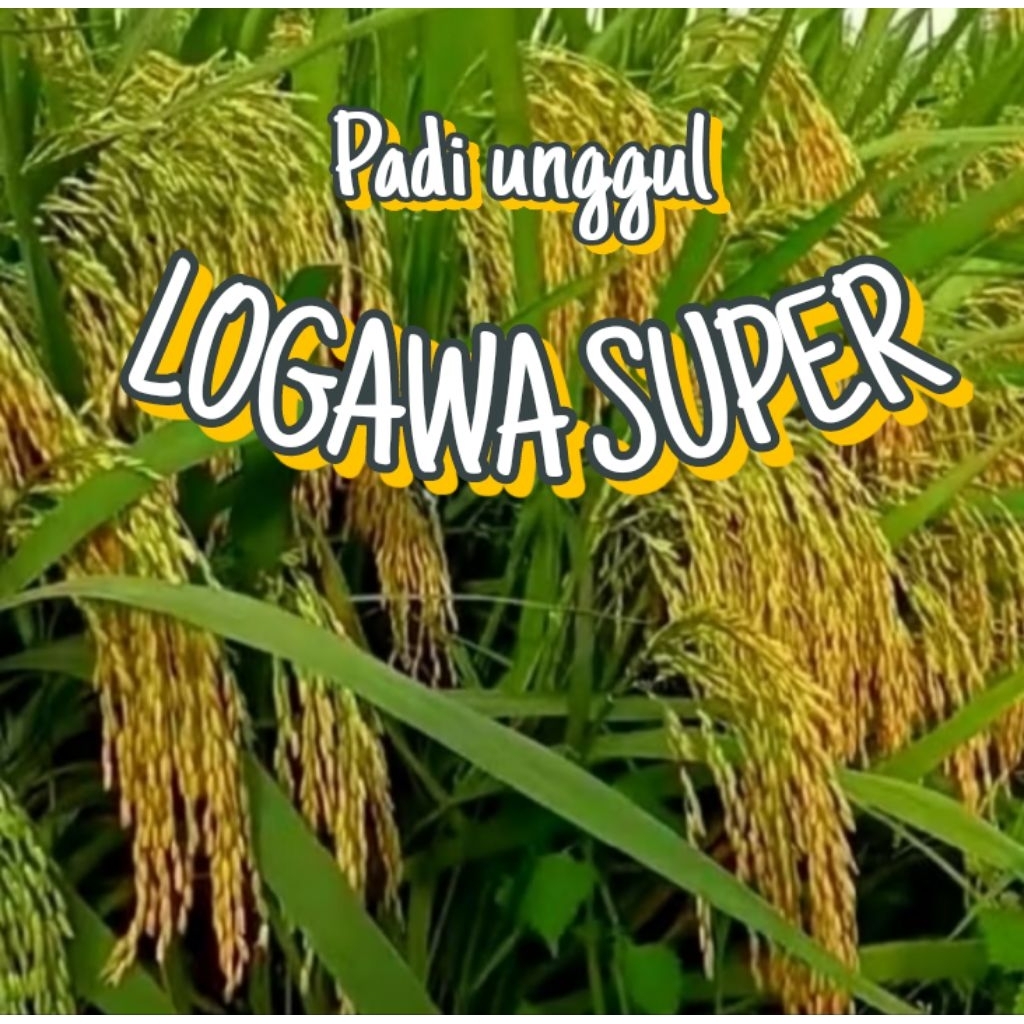Jual Benih padi unggul LOGAWA SUPER kemasn 5kg | Shopee Indonesia