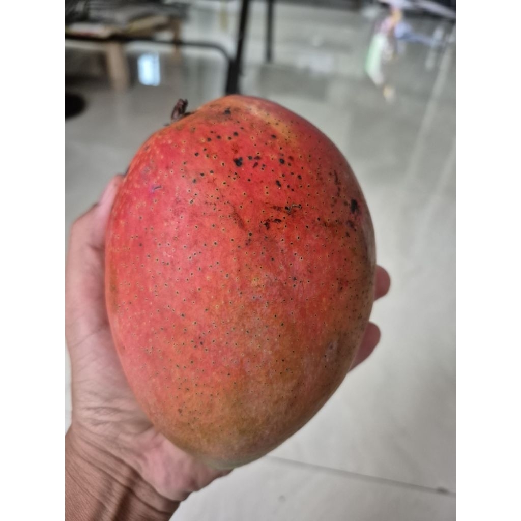 Jual bibit mangga Yuen 6 | Shopee Indonesia