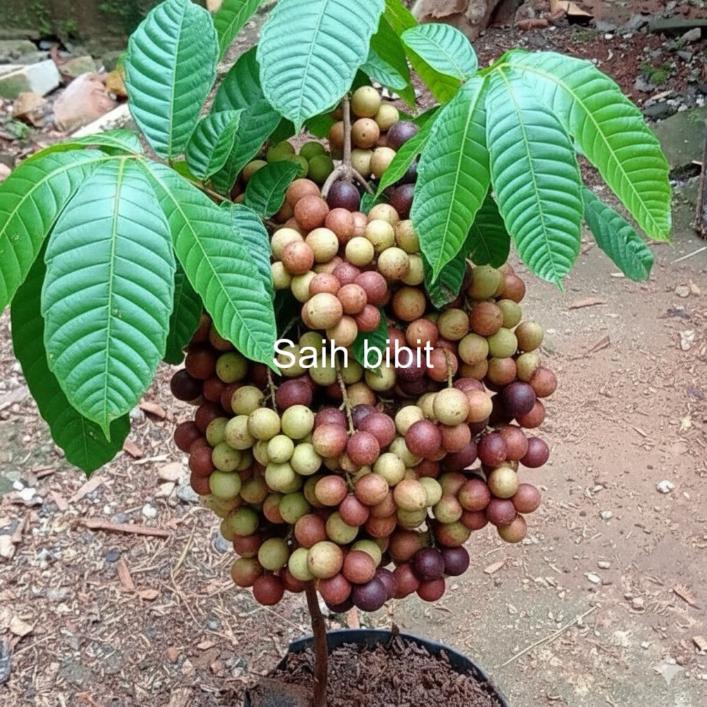 Jual Bibit Matoa 1 Tahun Berbuah Matoa Merah papua (Beli 5 Gratis 1 ...
