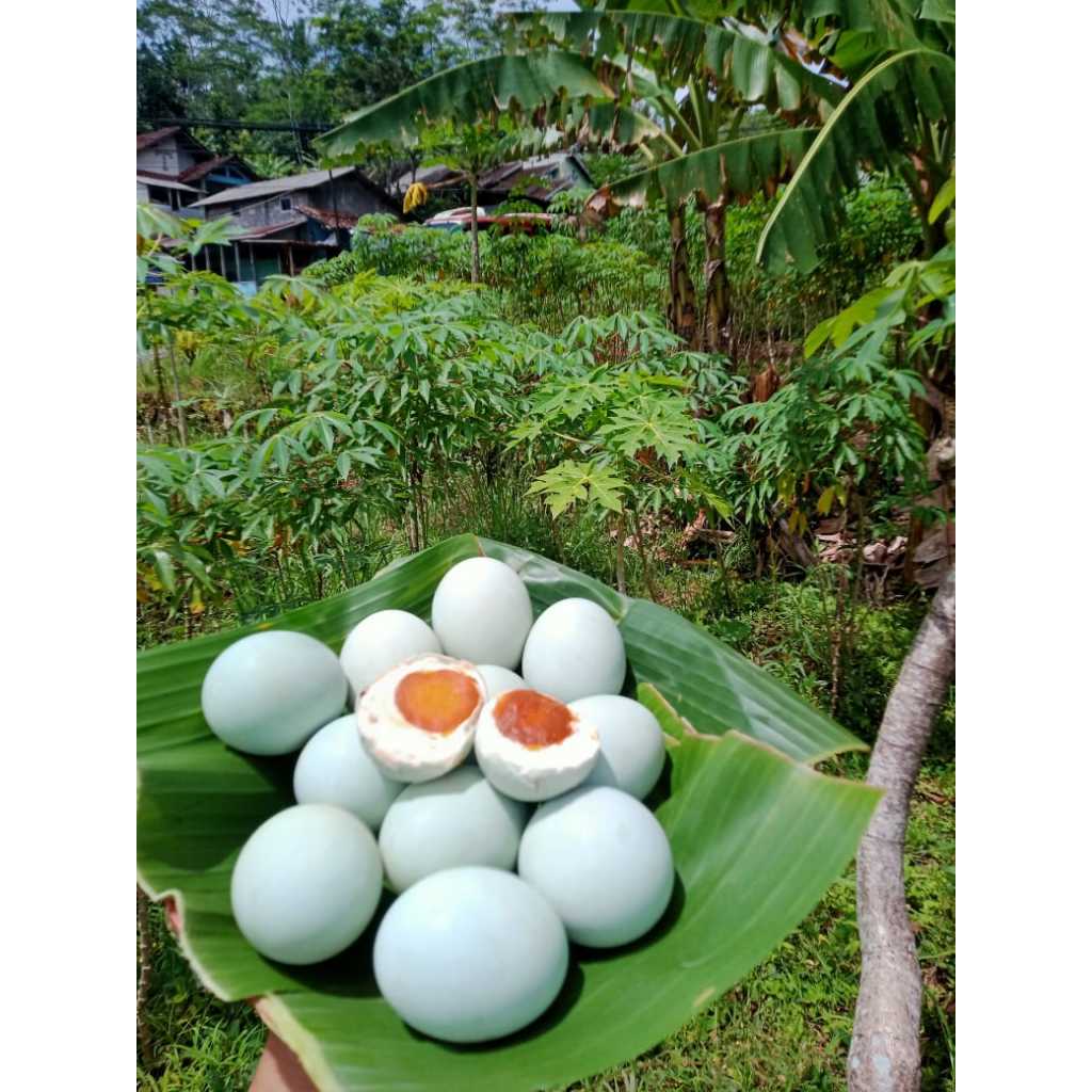Jual telur asen masir isi 10 butir gred ab/besar | Shopee Indonesia