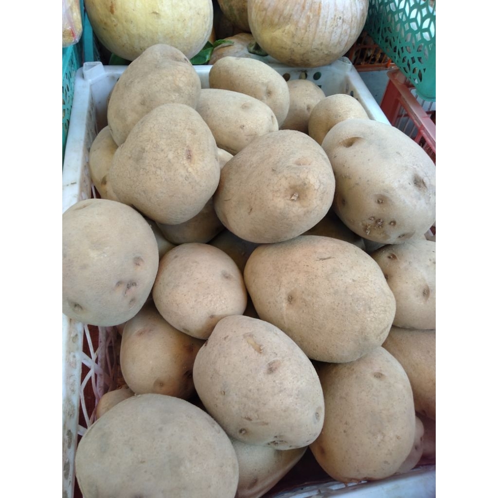Jual Kentang jumbo fresh kota batu per kg | Shopee Indonesia