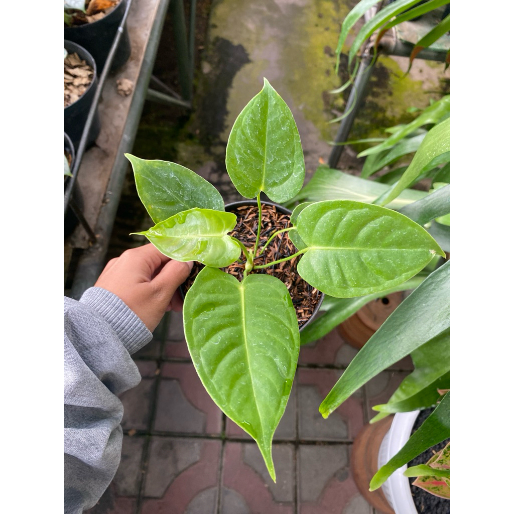 Jual Anthurium veitchii mini - anthurium veitchii murah - anthurium ...