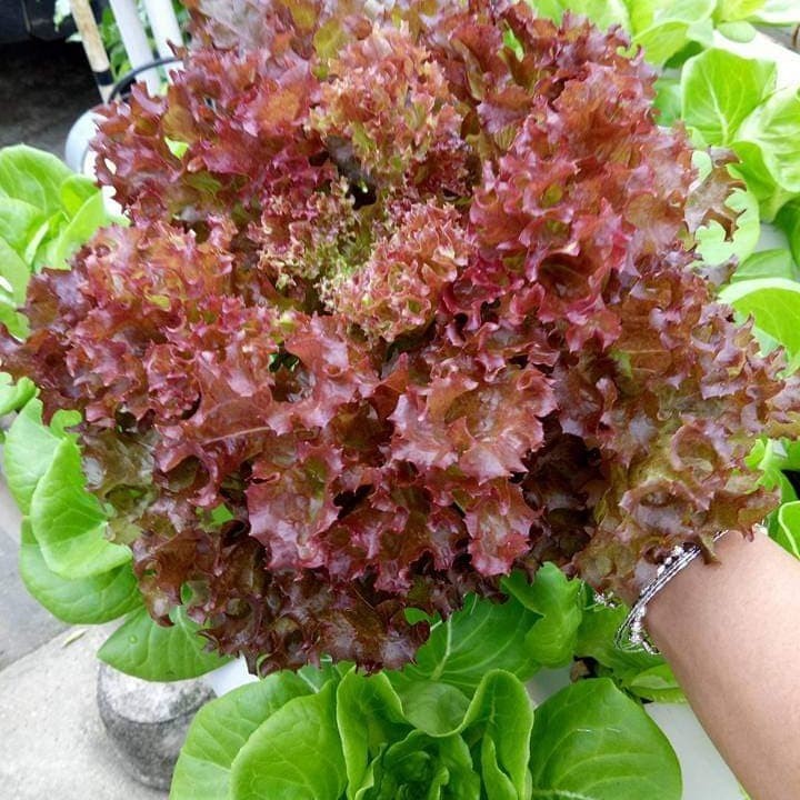 Jual SELADA MERAH 250G | Shopee Indonesia