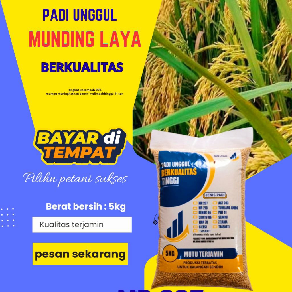 Jual BENIH PADI MUNDING LAYA KEMASAN 5KG | Shopee Indonesia