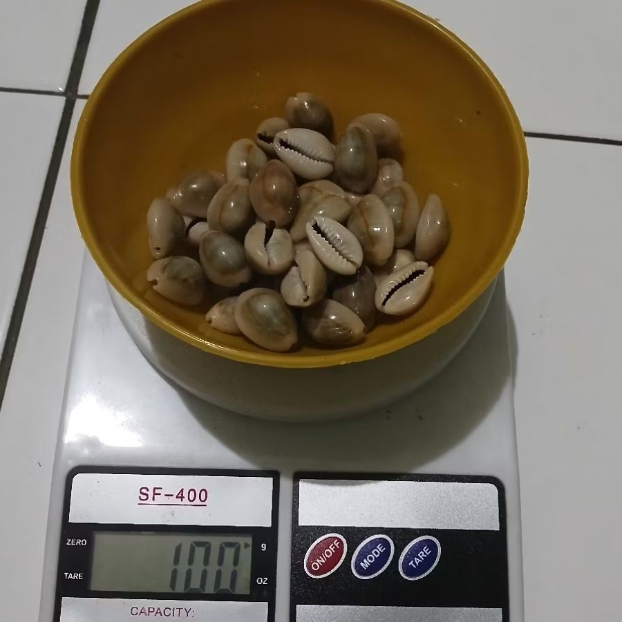 Jual Biji Kerang / Kuwuk Biji Congklak Kemasan 100 Gram | Shopee Indonesia
