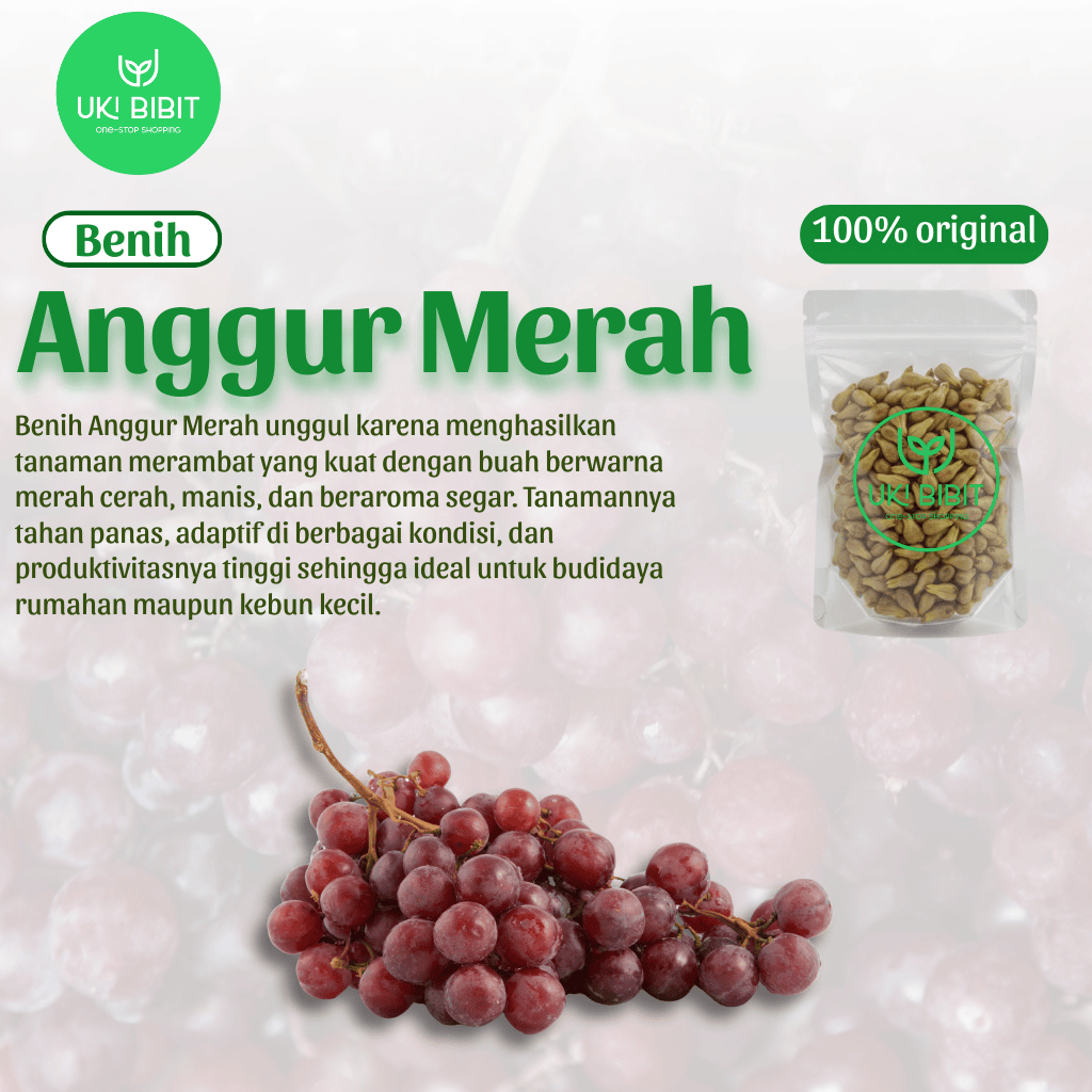 Jual ( 3 Butir ) Benih Biji Anggur Merah | Anggur Hitam Autumn | Shopee ...