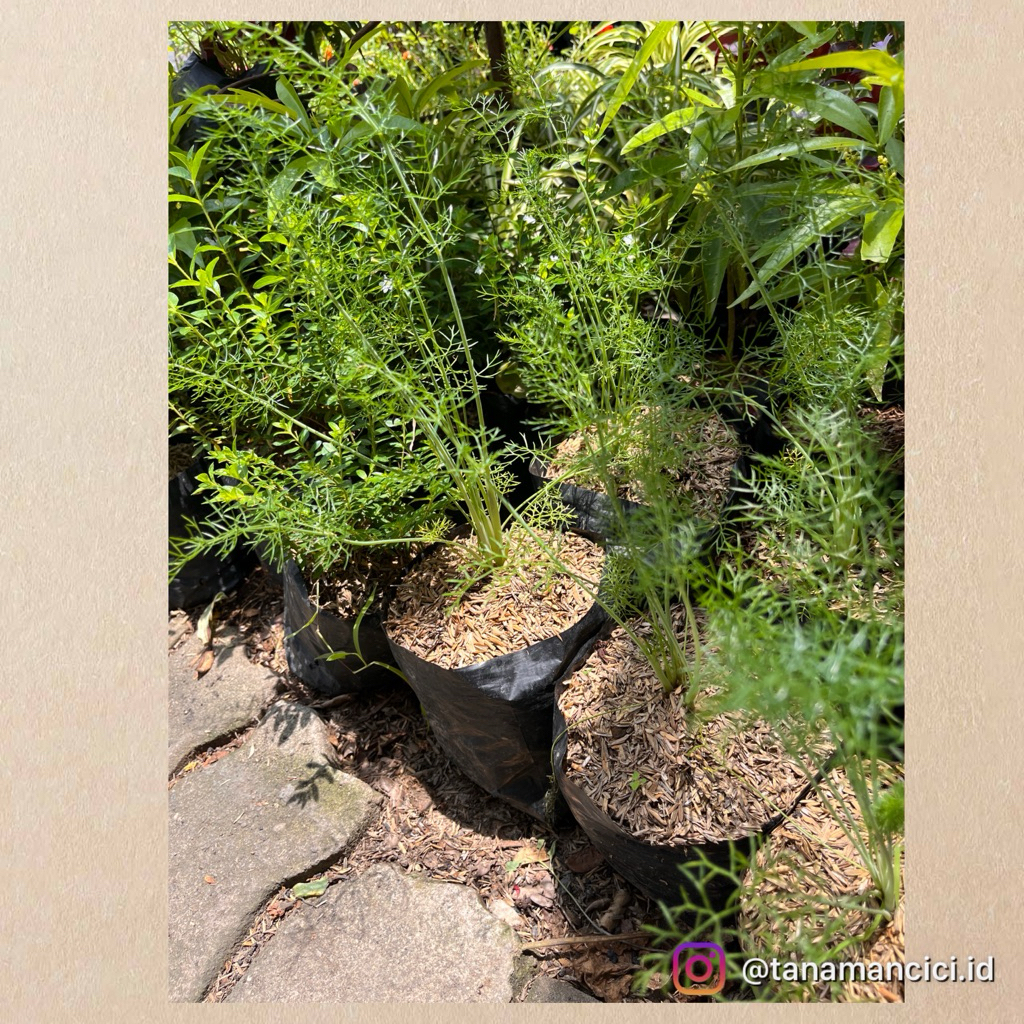 Jual Tanaman edible plant daun dill adas real pict | Shopee Indonesia