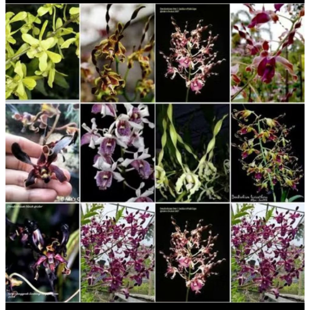 Jual bibit anggrek dendrobium botol sundul siap aklim/bibit anggrek ...