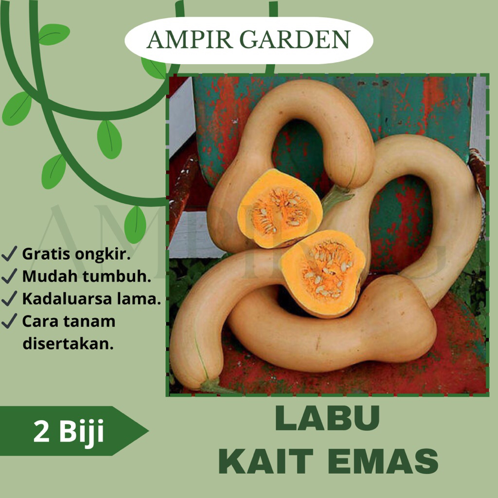 Jual 2 Biji Benih LABU KAIT EMAS Import / Bibit Benih Tanaman Labu ...
