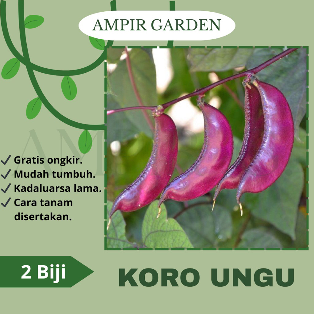 Jual 2 Biji Benih KACANG KORO UNGU Roay Ungu Hyacinth Moonshdow Bean ...