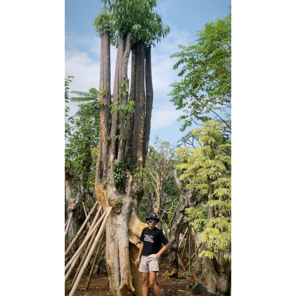 Jual Tanaman Alstonia Scholaris Pohon Pule Fosil/Gruping | Shopee Indonesia