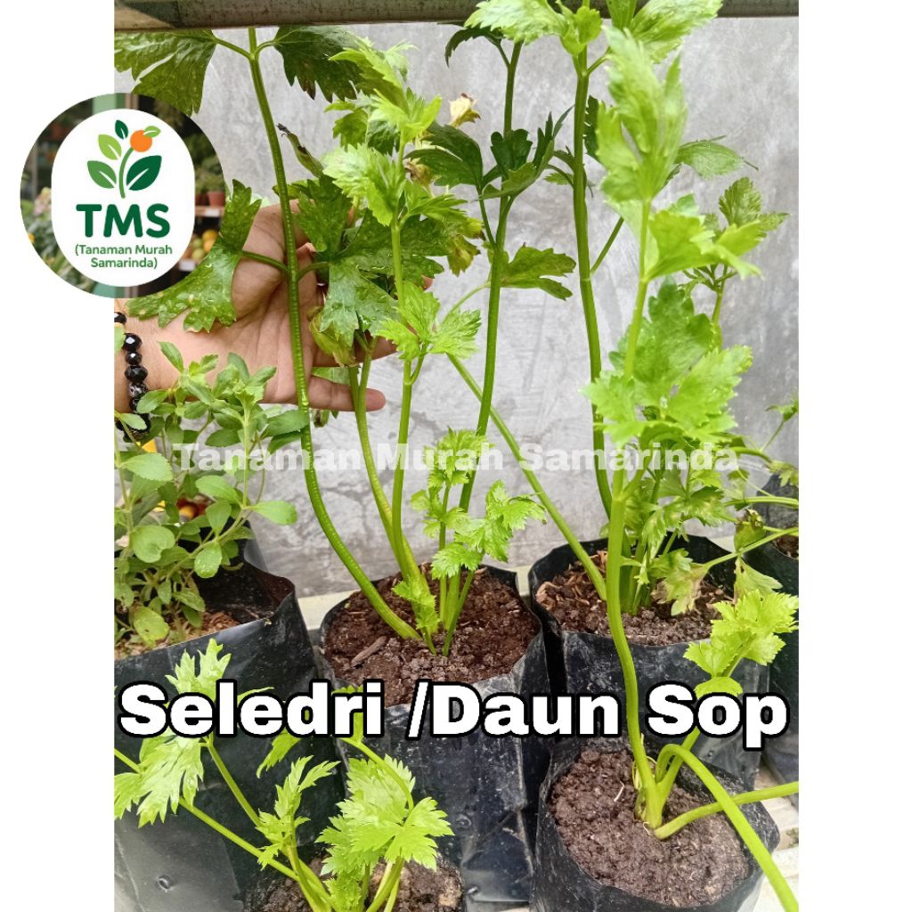 Jual TMS~ Bibit seledri daun sop siap tanam sepolybag | Shopee Indonesia