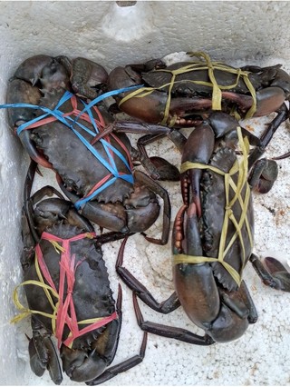 Jual Kepiting hidup 1kg (isi 4-5 ekor) | Shopee Indonesia