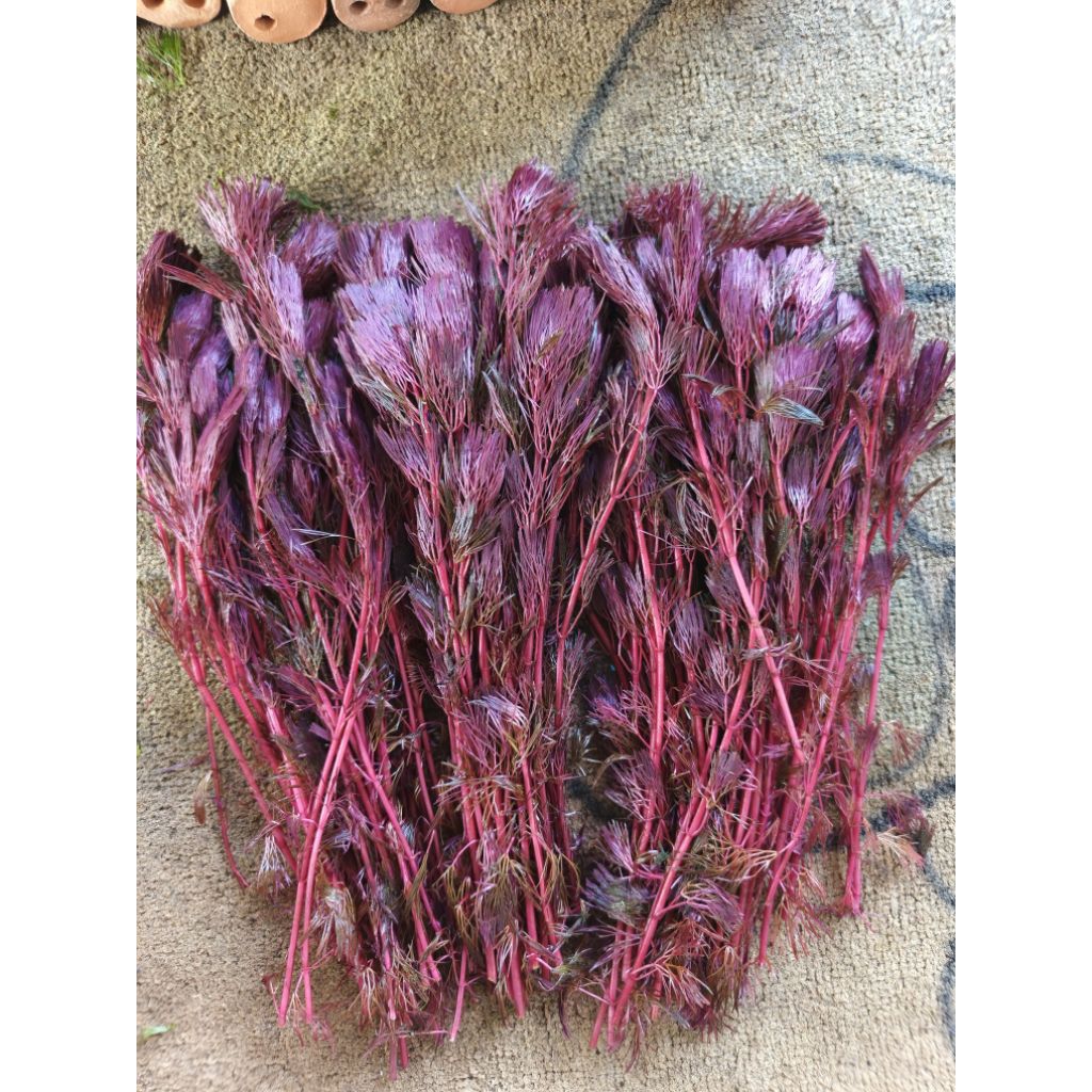 Jual cabomba purcata super red per 10-100 batang tanaman air aquascape ...
