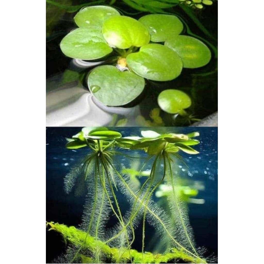 Jual Tanaman apung Amazon frogbit hiasan aquarium | Shopee Indonesia