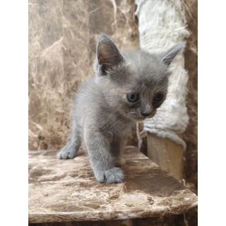 Jual Kucing BSH Terlengkap & Harga Terbaru Desember 2025 | Shopee Indonesia