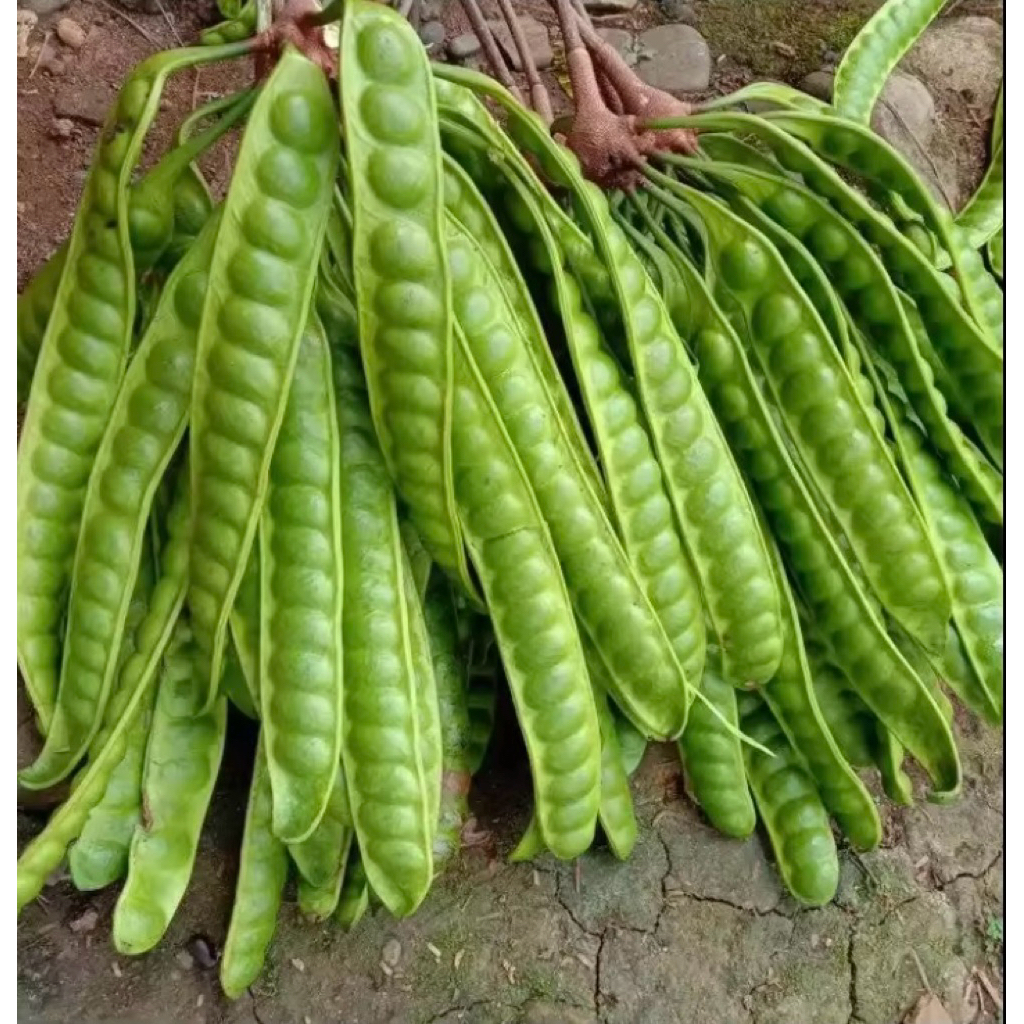 Jual PETE/PETAI SEGAR SUDAH SORTIR 10 PAPAN | Shopee Indonesia