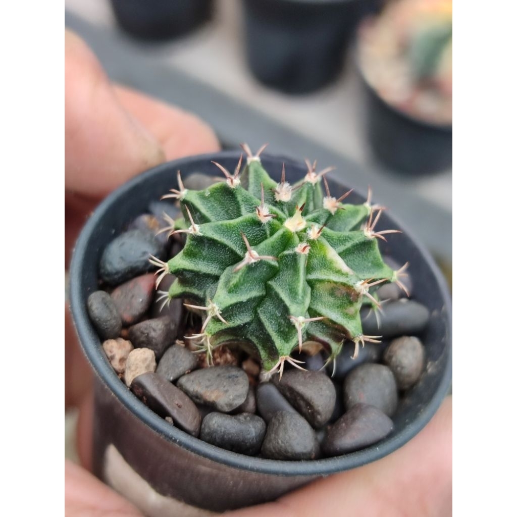 Jual miba varigata seedling | Shopee Indonesia