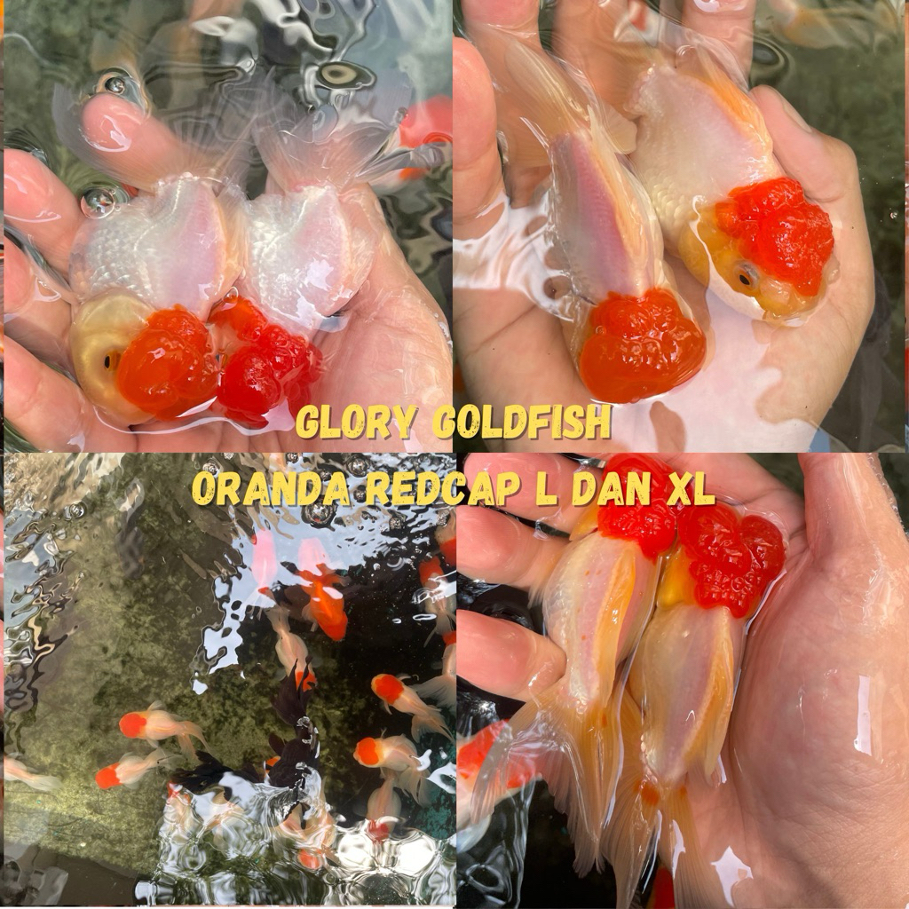 Jual Ikan Mas Koki Oranda Redcap Redcup Kepala Merah HIGH QUALITY ...