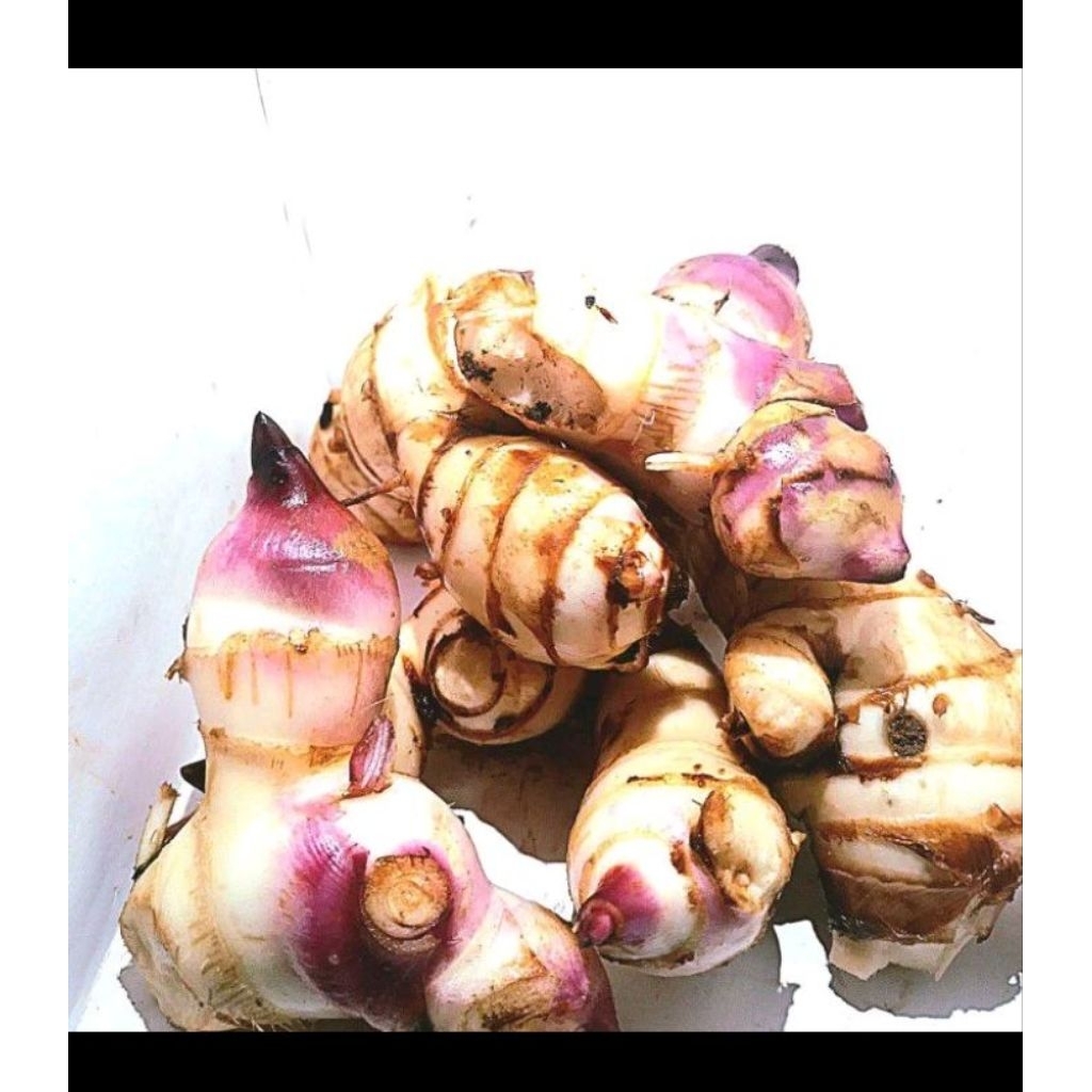 Jual 500 gram umbi ganyong merah | Shopee Indonesia