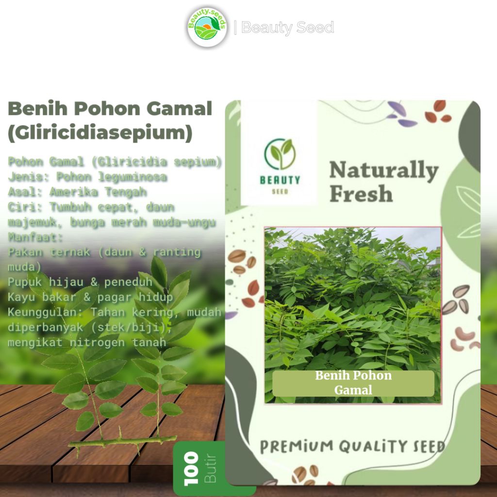Jual 100 Butir Biji Pohon Gamal Siap Tanam - Benih Pohon Gamal Pakan ...