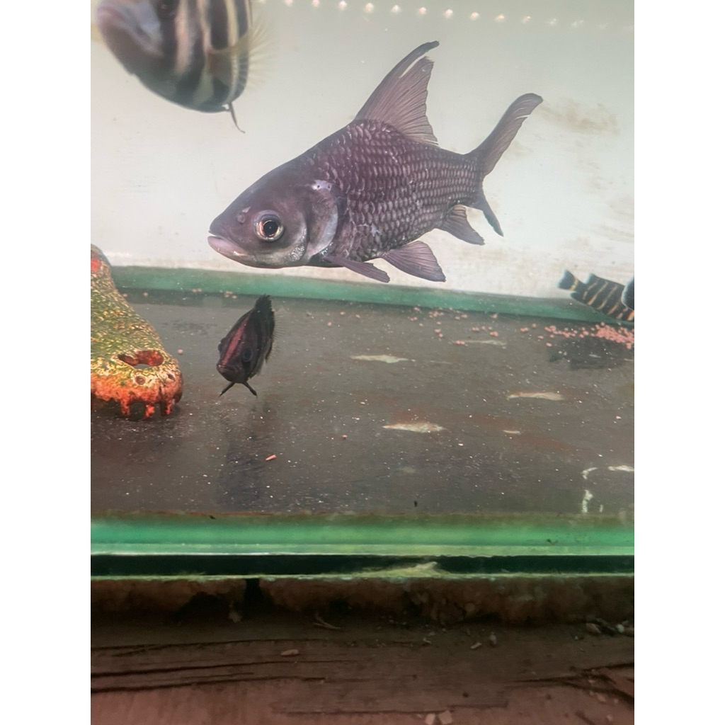 Jual Giant Barb SB Short Body 20cm | Shopee Indonesia