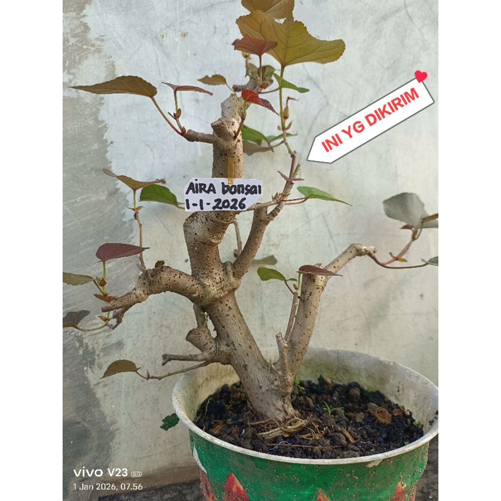 Jual bahan bonsai waru merah original | Shopee Indonesia