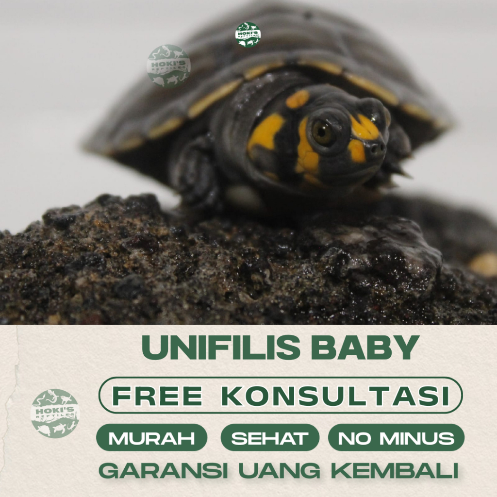 Jual PELET MAKANAN UNIFILIS KURA AIR BADUT MURAH SEHAT NO MINUS ...
