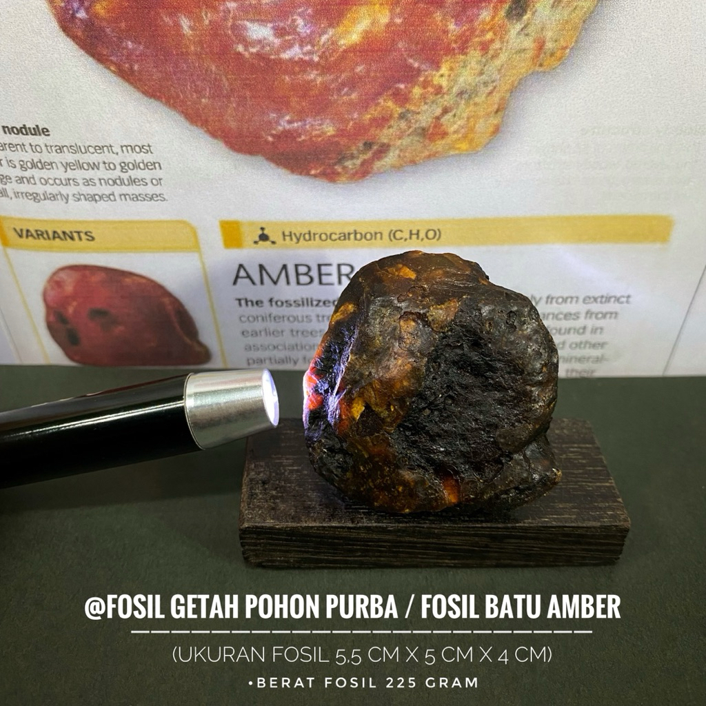 Jual Fosil Getah Pohon Purba Natural atau Batu Fosil Amber atau Fosil ...