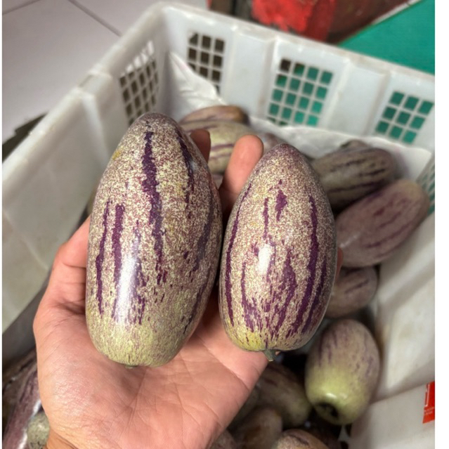 Jual buah Pepino 2 kg | Shopee Indonesia