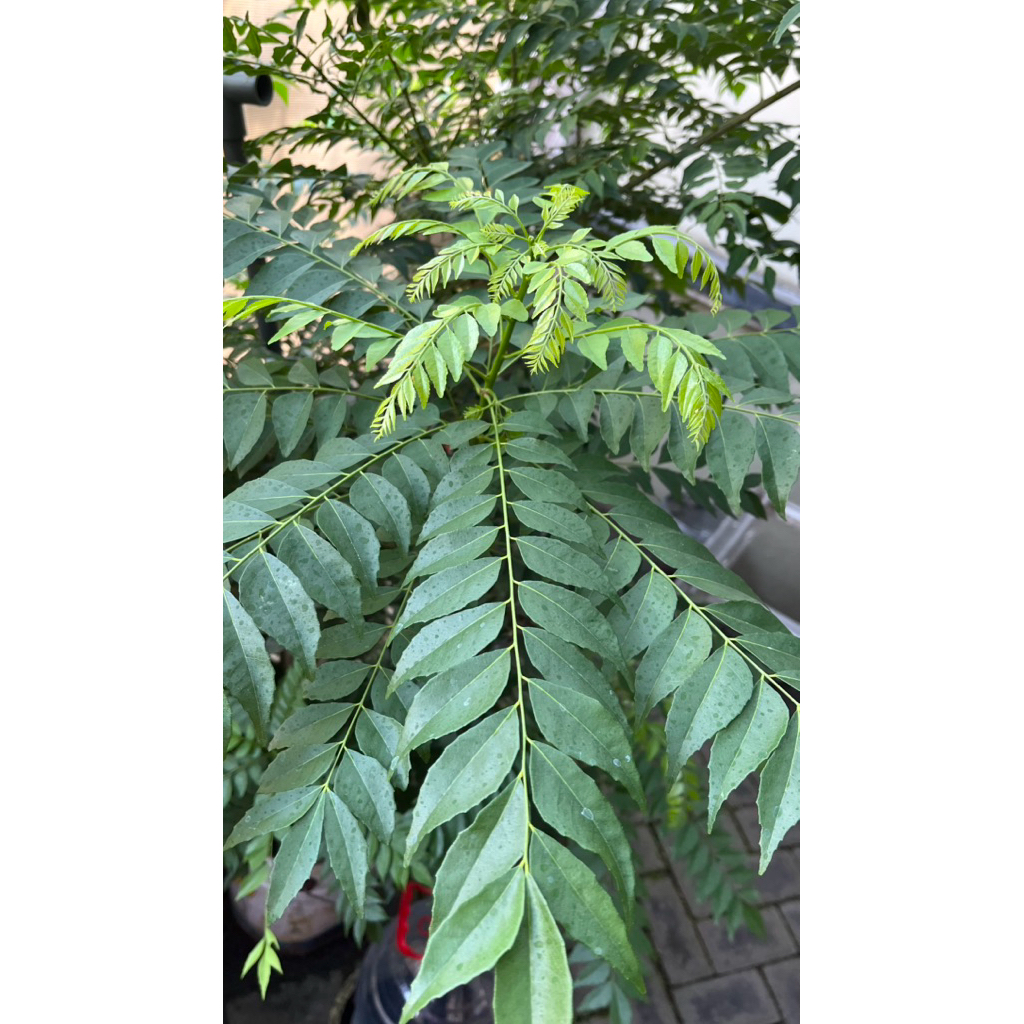 Jual Daun Kari Segar 10helai | Fresh Curry Leaves | Langsung Petik ...