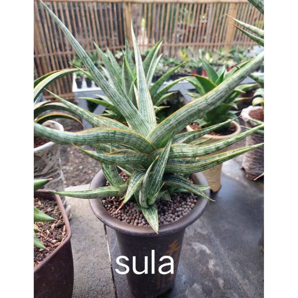 Jual sansevieria hijau 5rb( varian B) / lidah mertua hijau murah ...
