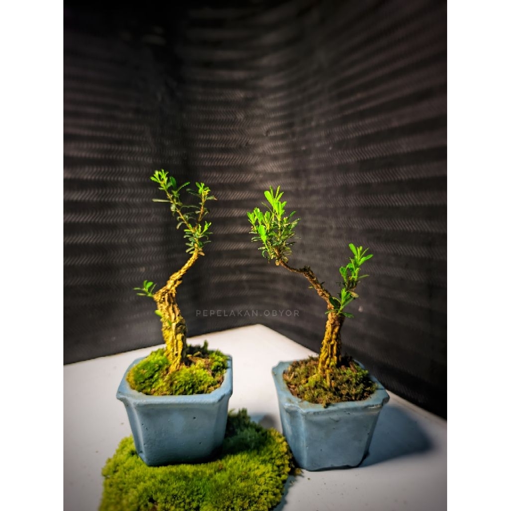 Jual Bonsai Mini Indoor Bonsai Boksus Berkarater Batang Tua Bonsai Mini ...