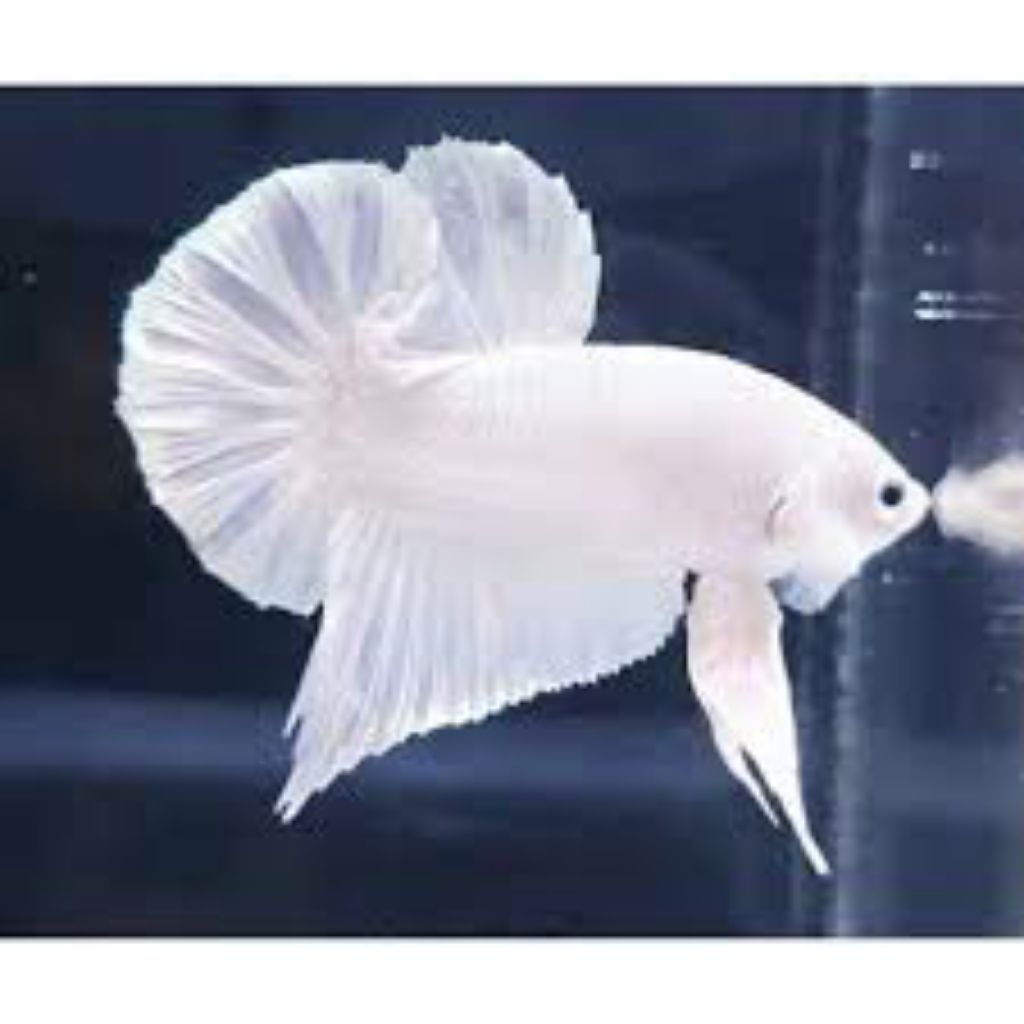 Jual plakat white platinum | Shopee Indonesia