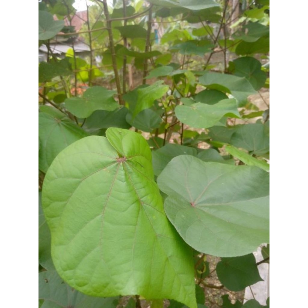 Jual Daun waru isi 20 lembar daun | Shopee Indonesia