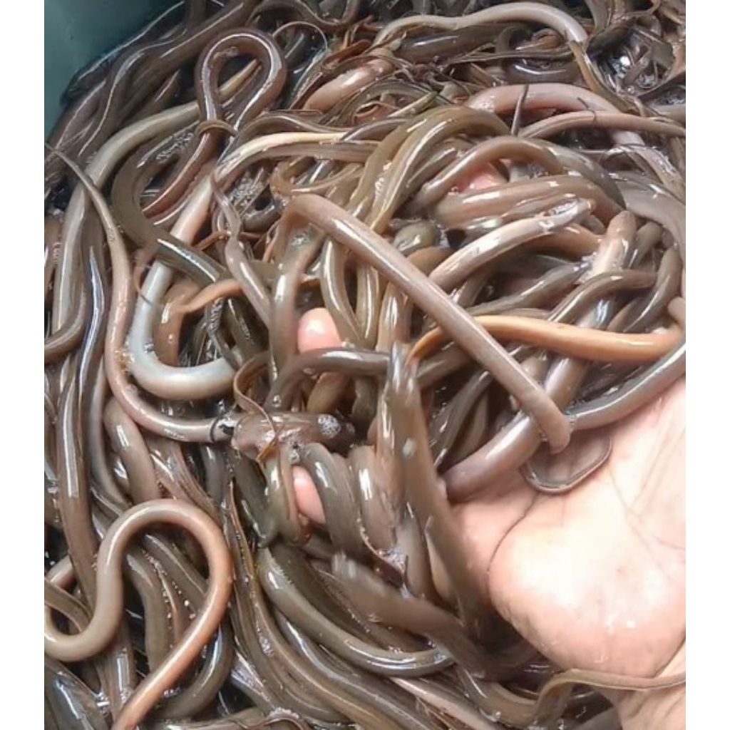 Jual ( 1/2 Kg ) Jual Bibit Belut Sawah Untuk Budidaya Hasil Sortiran ...