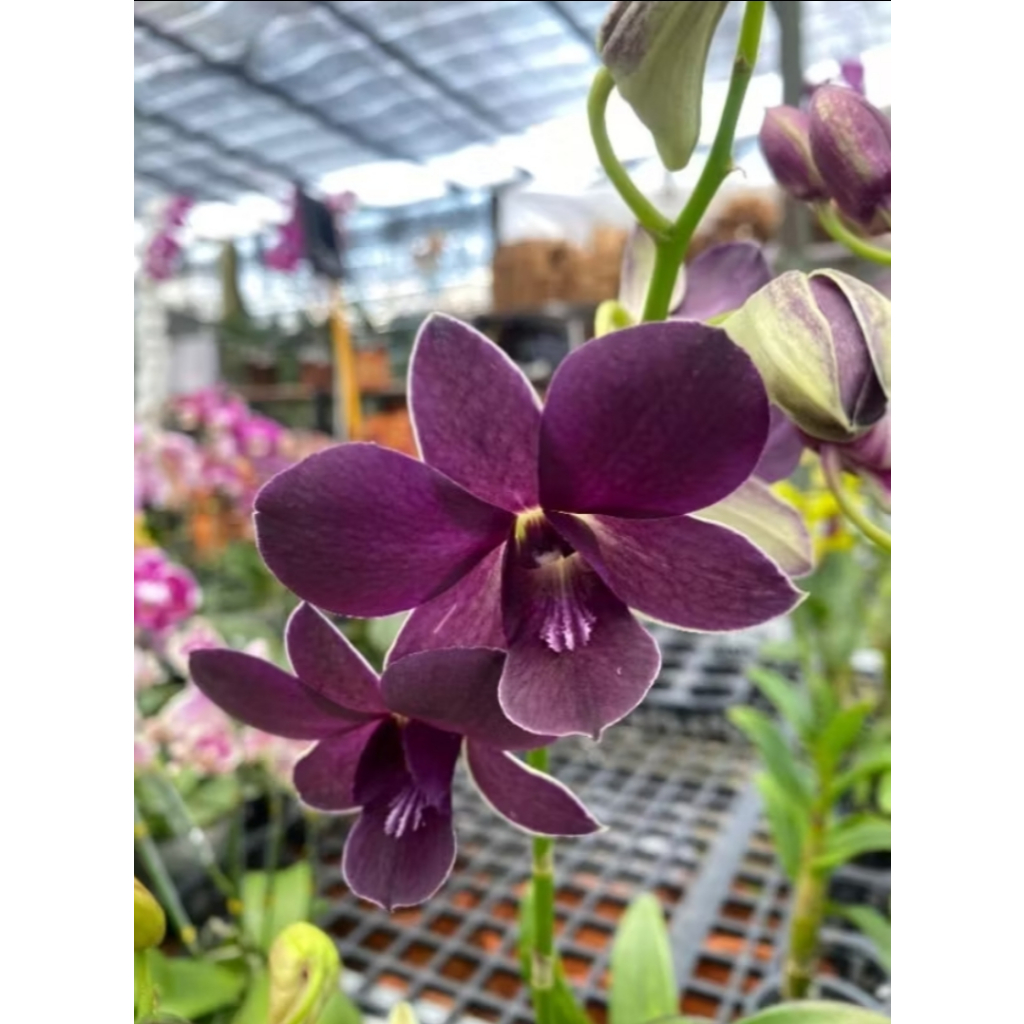 Jual Anggrek Dendrobium Bunga Elegan Tahan Lama dan Mudah Dirawat ...