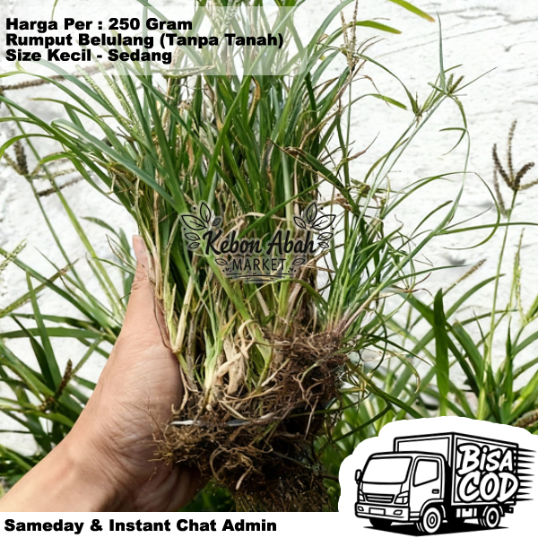 Jual Belulang Rumput Jampang 250 Gram Paragis Daun Akar | Shopee Indonesia
