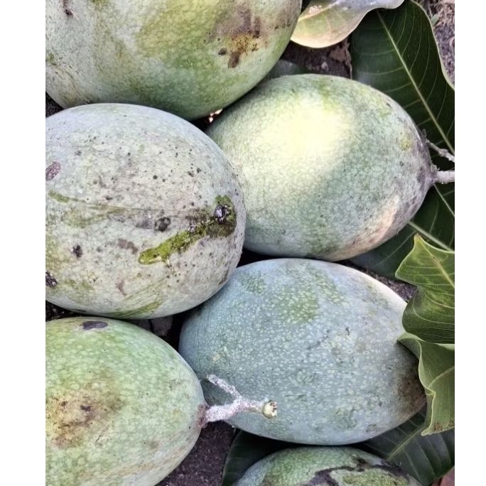 Jual Mangga Muda Jenis Mana Lagi Premium (1KG) | Shopee Indonesia
