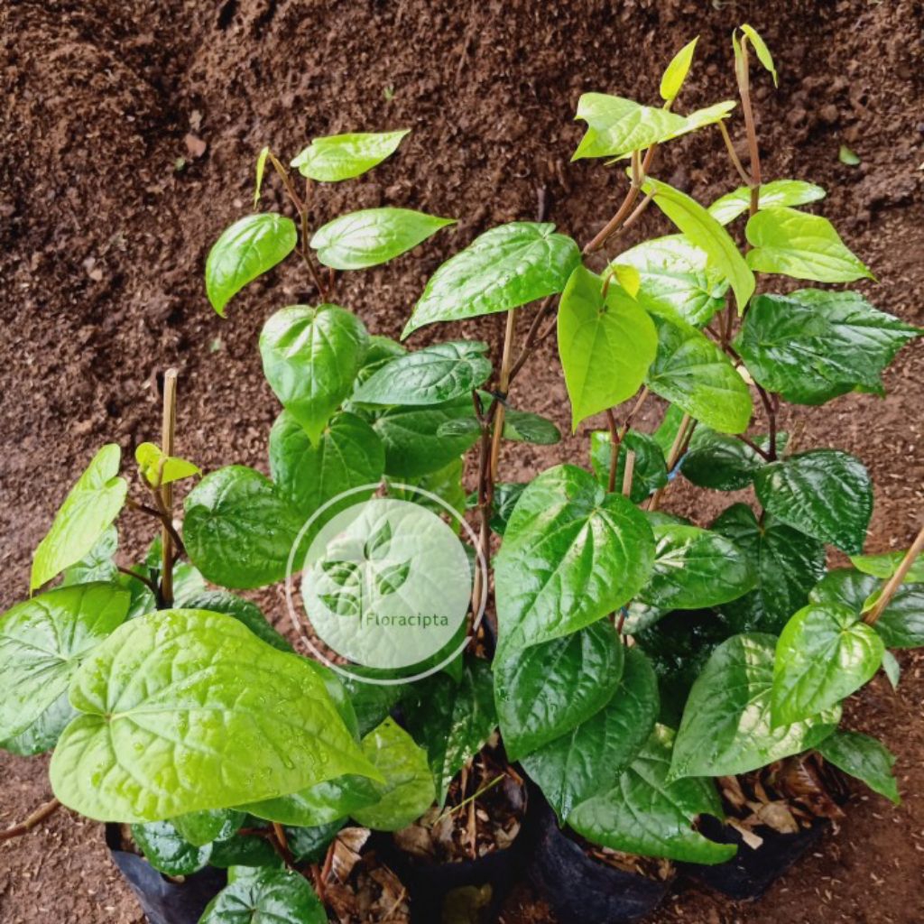 Jual TANAMAN HERBAL SIRIH HIJAU SUBUR - POHON SIRIH HIJAU OBAT HERBAL ...