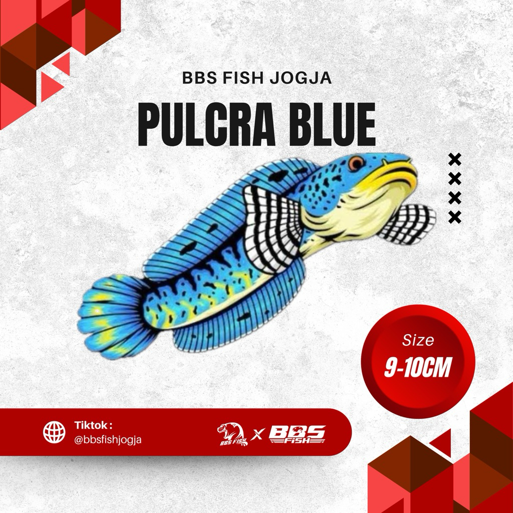 Jual ( Channa ) Blue Pulcra 9-10 cm gondrong freesticker | Shopee Indonesia