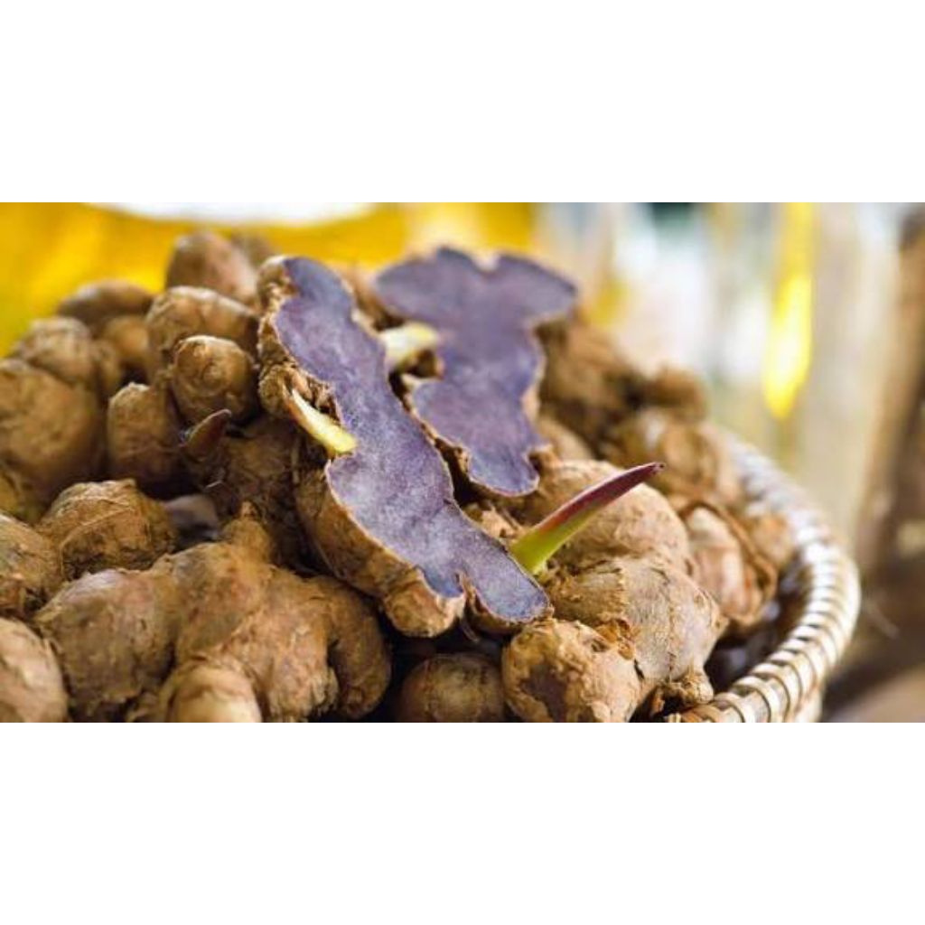 Jual kunyit hitam asli fresh kunyit hitam 500gram | Shopee Indonesia
