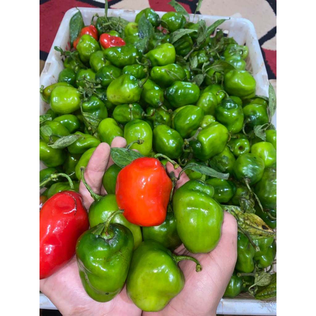 Jual (CABE GENDOT)1KG khas dataran tinggi Dieng | Shopee Indonesia