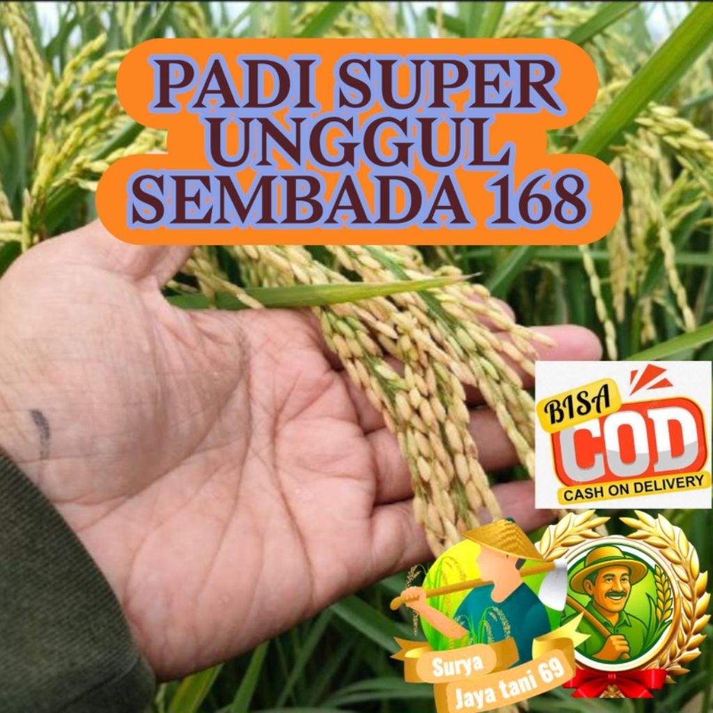 Jual Benih padi super unggul Sembada 168 Kemasan 5Kg hasil panen 9 ...