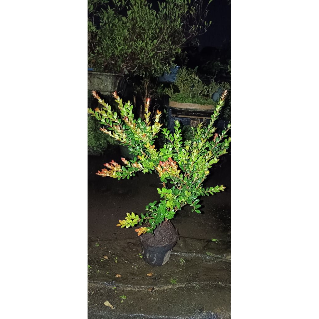 Jual pohon santigi gunung hasil budidaya | Shopee Indonesia