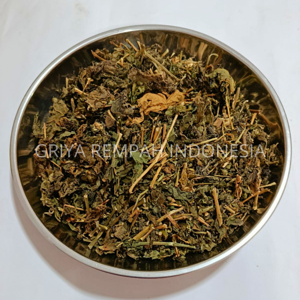 Jual DAUN GEDI KERING 250 GRAM Ramuan Rempah Herbal Alami Jamu ...