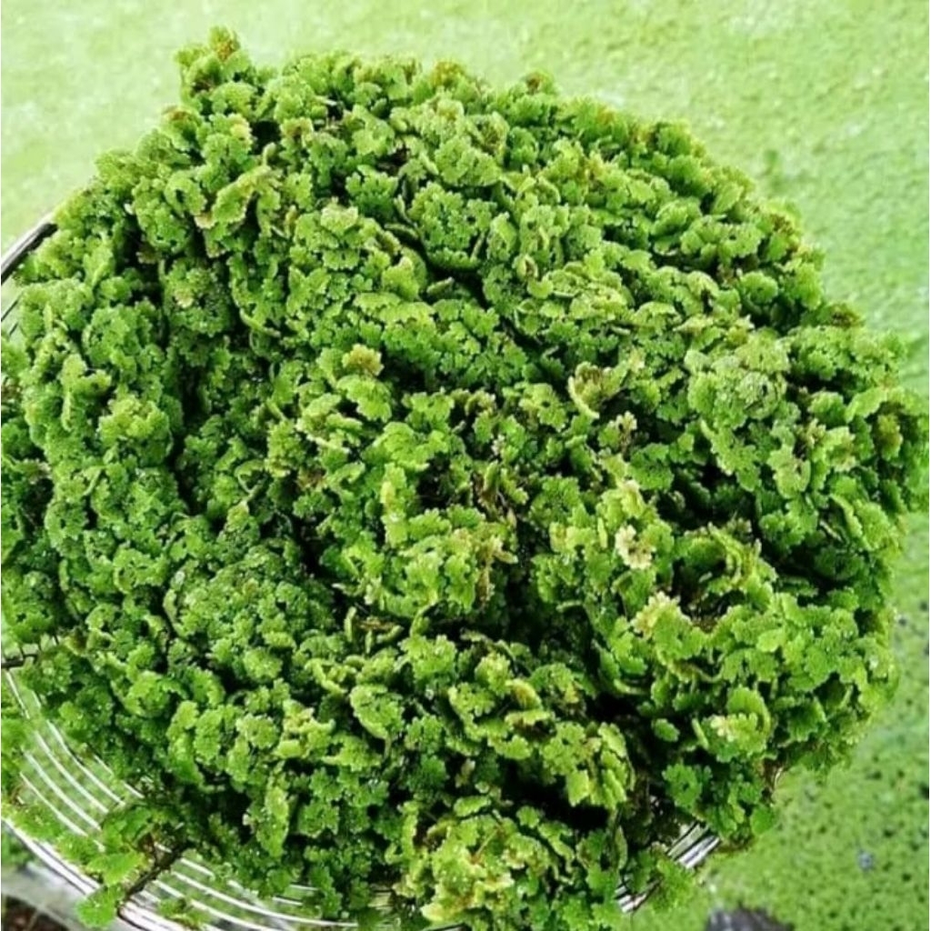 Jual Bibit Azolla Micropylla 1kg Tahan perjalanan 1minggu lebih ...