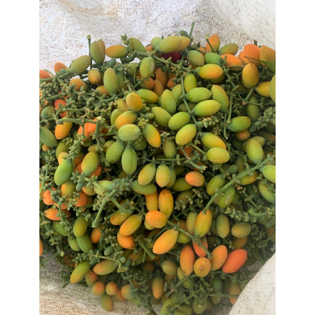 Jual BUAH MELINJO MENTAH | MELINJO SAYUR SUPER 1KG | Shopee Indonesia
